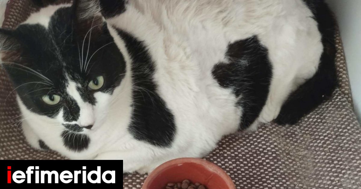 Η νέα ζωή της στρουμπουλής viral γάτας από την Κρήτη -Με νέο όνομα και ...