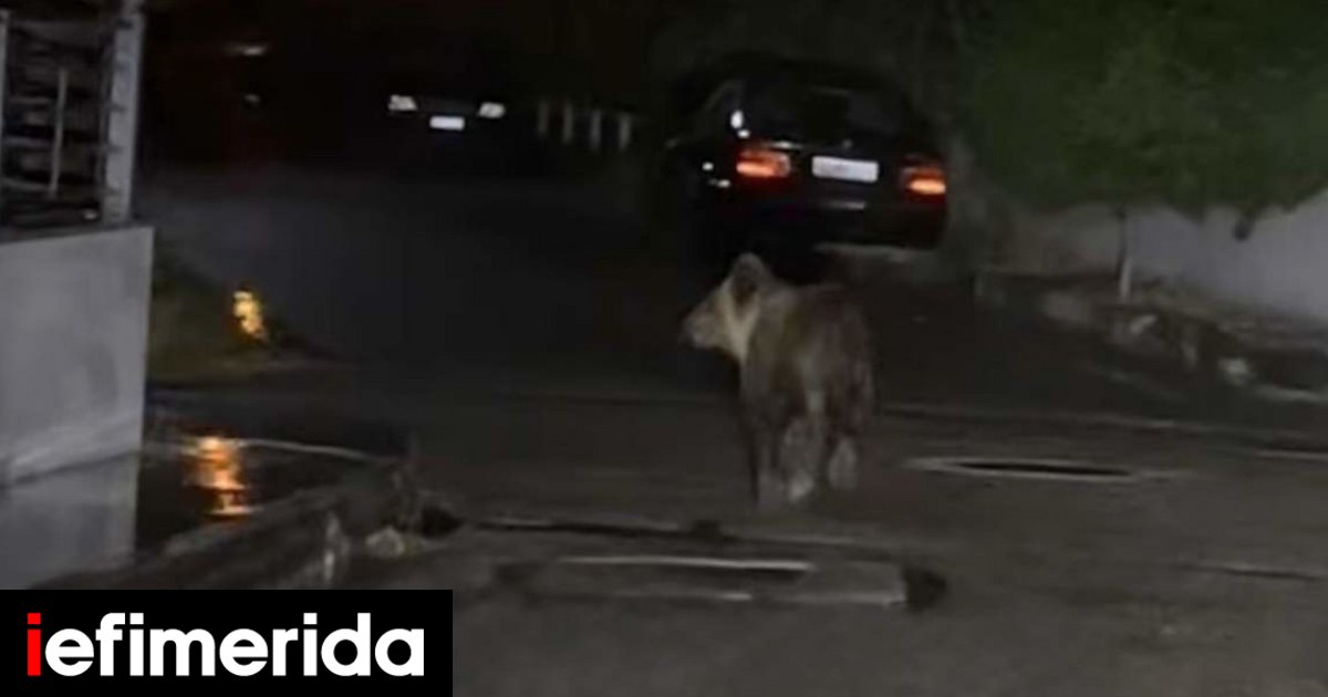 Αρκούδα... έκοβε βόλτες στα Τρίκαλα -Η απρόσμενη επίσκεψη που ...