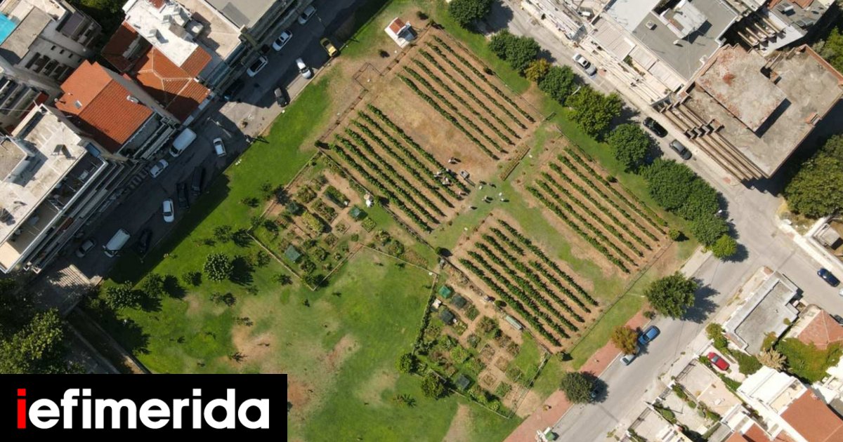 Θεσσαλονίκη: Κυριακάτικο κάλεσμα στον αστικό αμπελώνα -Σεφ και pastry ...
