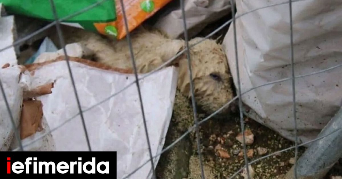 Πρέβεζα: Ξεκινά η δίκη για το καταφύγιο-«κολαστήριο» ζώων στον Δήμο ...