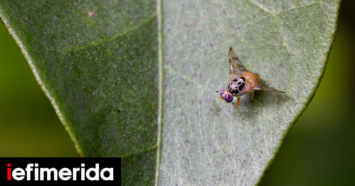 Συναγερμός για τα φρούτα της Ευρώπης λόγω της μεσογειακής μύγας -Πώς ...