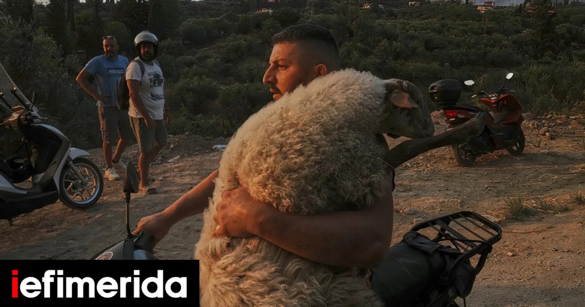 Photo of 'Good Shepherd' Saving Sheep from Greek Wildfire Goes Viral - iefimerida.gr