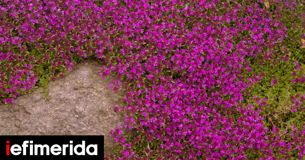 Το φυτό που μοιάζει με χαλί και δεν χρειάζεται σχεδόν καμία φροντίδα ...