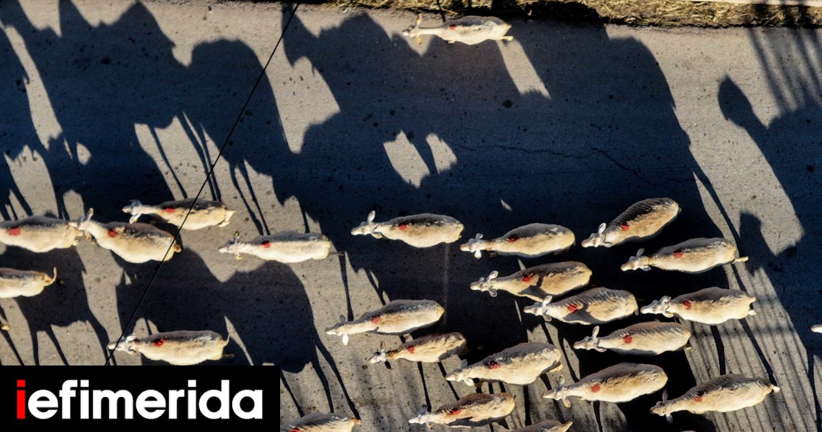 ΥΠΑΑΤ: Οδηγίες για τις μετακινήσεις αιγοπροβάτων ενόψει των γιορτών ...