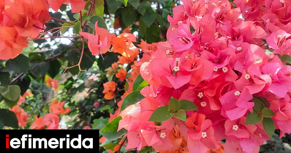 Πώς να φροντίσετε τον χειμώνα τις βουκαμβίλιες σε γλάστρα: 7 συμβουλές ...