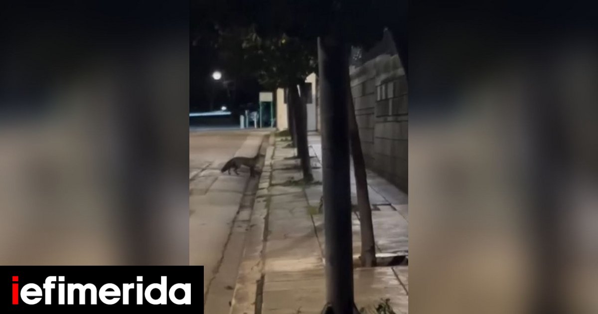 Αλεπού «εισέβαλε» στο Μέγαρο Μαξίμου -Πέρασε... βόλτα και από το ...