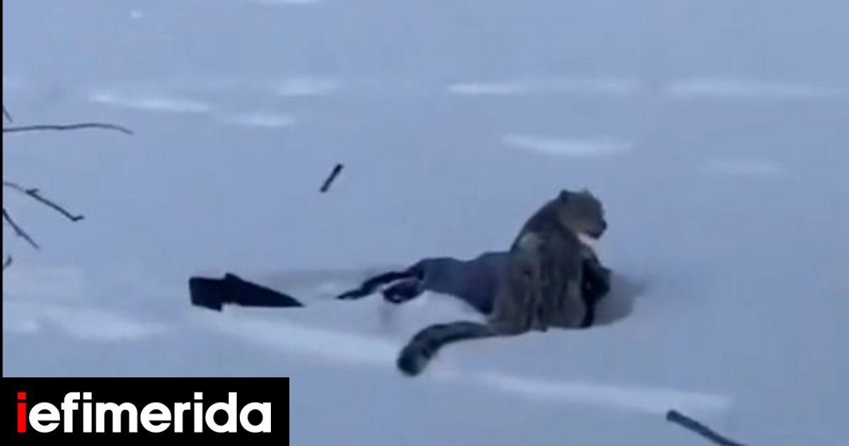 Κίνα: Λεοπάρδαλη του χιονιού δάγκωσε τουρίστρια στο πρόσωπο -Προσπάθησε ...