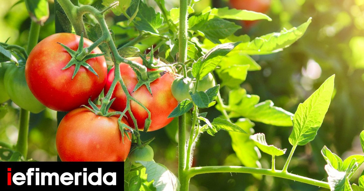 Εννέα στους δέκα κηπουρούς ξεχνούν αυτό το φυσικό λίπασμα που ...