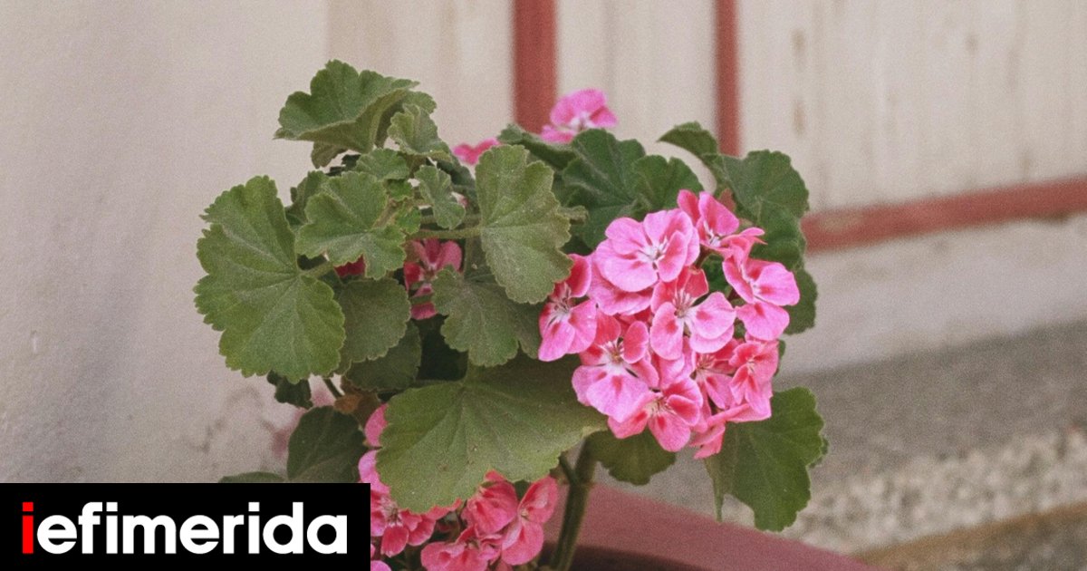 Οι ειδικοί συμφωνούν: «Τα γεράνια χρειάζονται κλάδεμα από τη βάση του ...