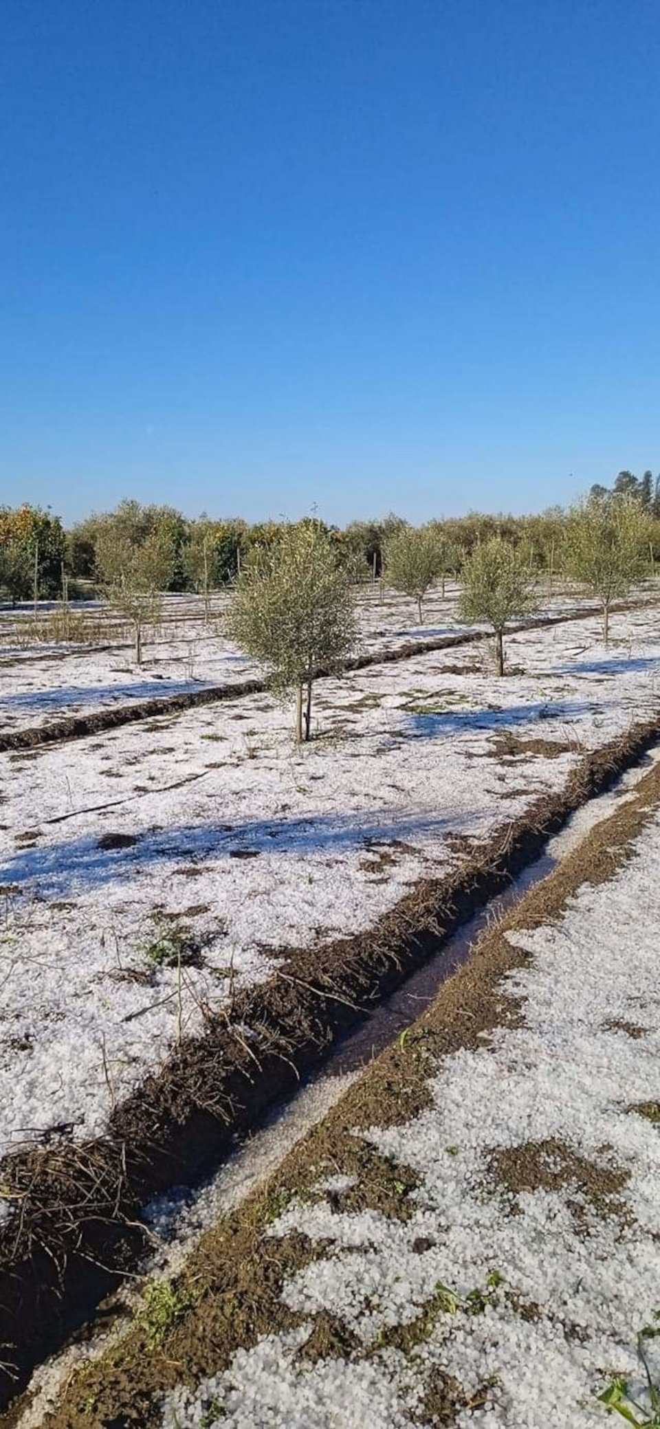 Άρτα: Ζημιές σε αγροτικές καλλιέργειες από σφοδρή χαλαζόπτωση [εικόνες ...