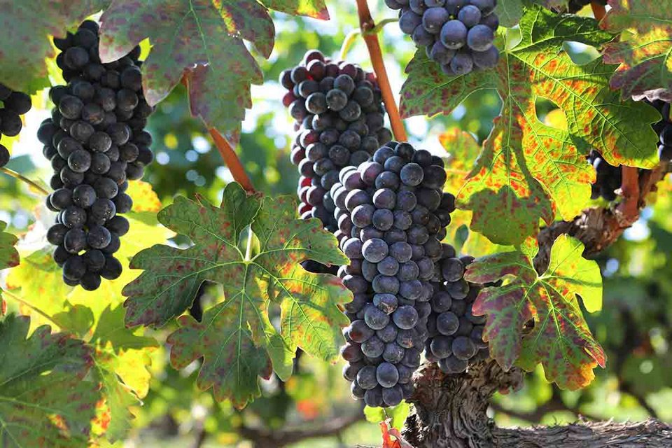 Ξινόμαυρο: Πείραμα με παλαίωση κρασιών μέσα σε ποτάμι -Μια γιορτή για τα οινοποιεία της Νάουσας ...