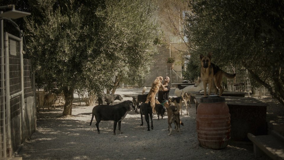 Η ζωή του Τάκη στην Κρήτη που έχει σώσει 2.500 αδέσποτα, έγινε ...