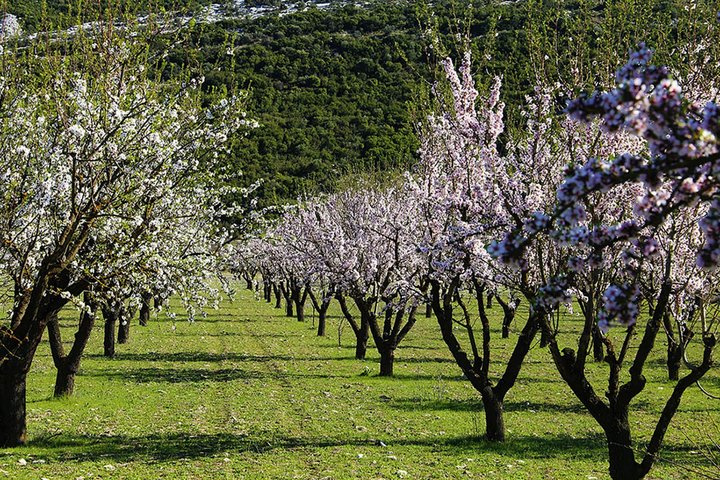 Ανθισμένες αμυγδαλιές στη Λάρισα, σαν πίνακας ζωγραφικής [εικόνες ...