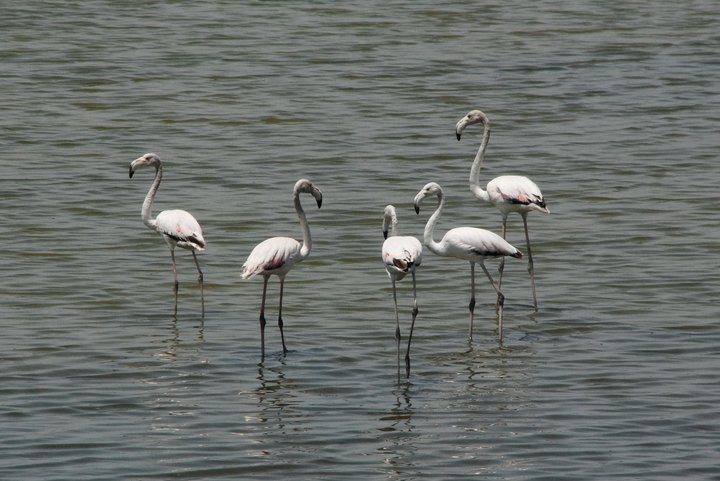 Πού μπορεί να δει κανείς από κοντά ροζ φλαμίνγκο στην Ελλάδα -Ποια ...