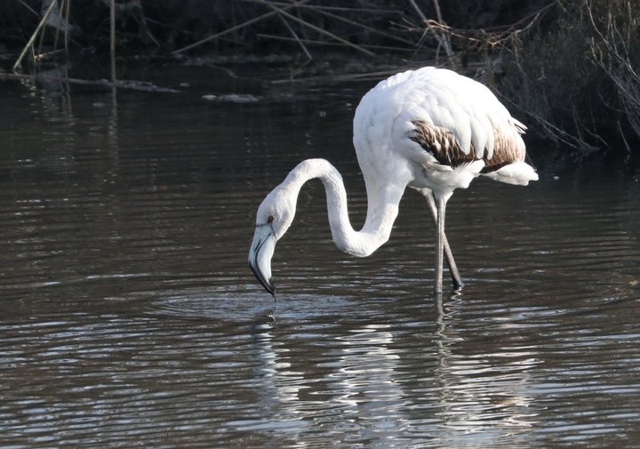 Πού μπορεί να δει κανείς από κοντά ροζ φλαμίνγκο στην Ελλάδα -Ποια ...