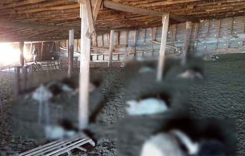 Αρκούδα εισέβαλε σε κτηνοτροφική μονάδα στο Νυμφαίο Αμυνταίου και ...