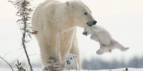 Η πιο στοργική πολική αρκούδα στον κόσμο! [εικόνες] - iefimerida.gr