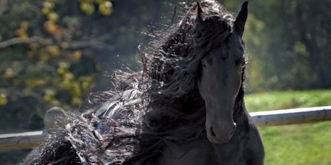 Φρειδερίκος ο Μέγας: Αυτό είναι το πιο όμορφο άλογο στον κόσμο [εικόνες ...