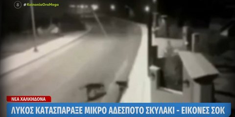 Σοκ στη Νέα Χαλκηδόνα: Λύκος κατασπάραξε αδέσποτο σκυλάκι [σκληρές ...