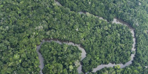 Amazon rainforest grows contrary to climate models | News Minimalist