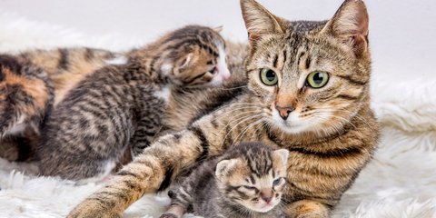 Man Fined €270,000 for Abandoning Nine Kittens in Thessaloniki — € ...