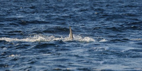 Eight Shark Species in Greek Waters This Year — No Fatal Attack Since ...