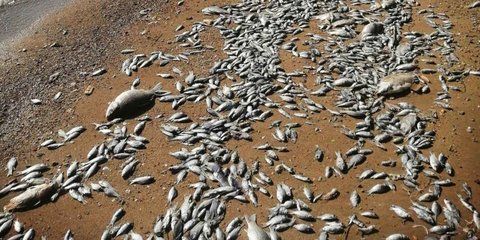 Volos Takes Action to Clean Up Dead Fish and Address Potential Causes ...