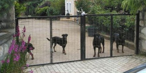 Ιδιοκτήτης ροτβάιλερ: Είμαι συντετριμμένος -Δεν ξέρω πώς άνοιξε η πόρτα ...